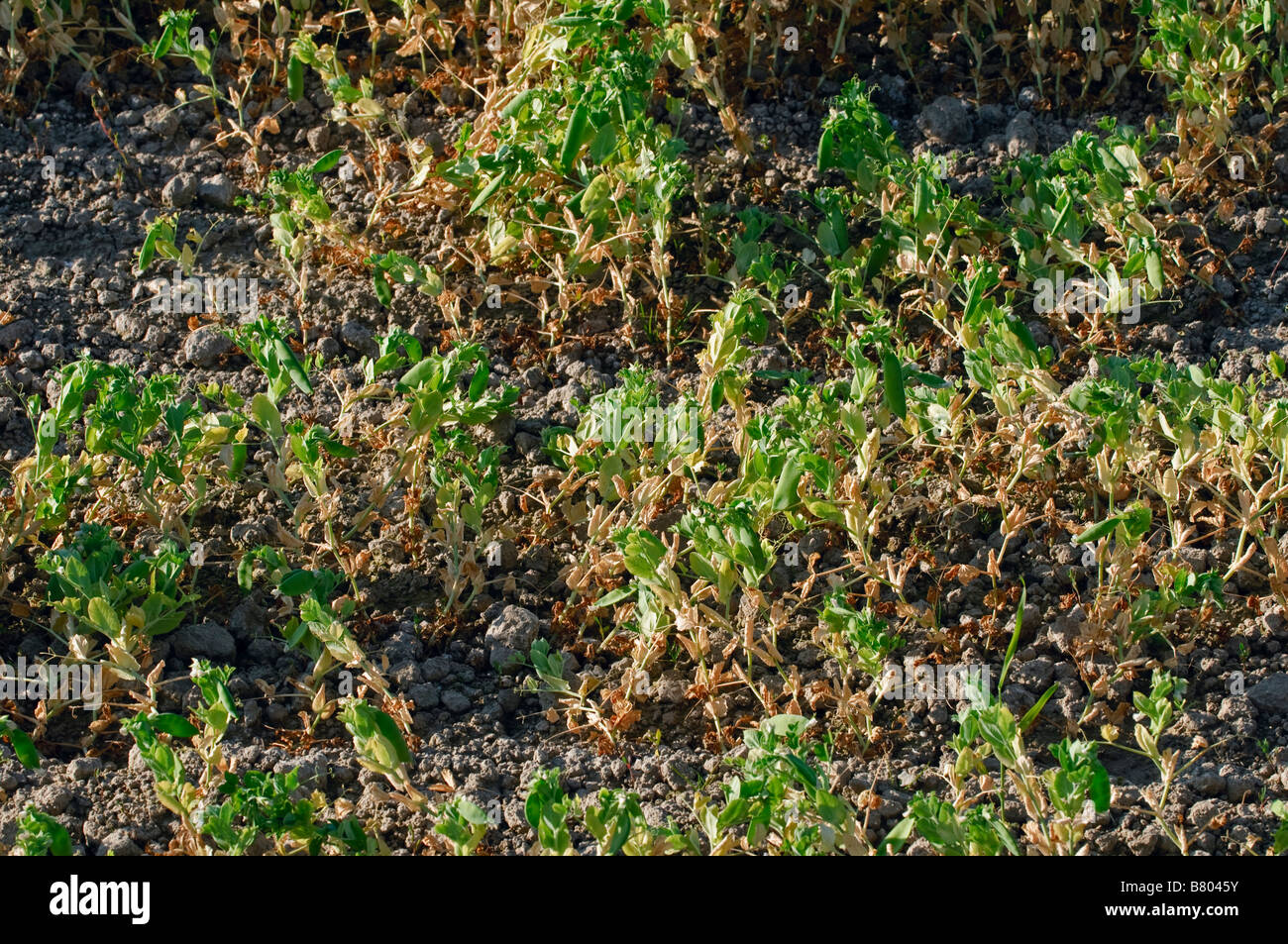 Stressed/diseased pea plants at mid to late season development in the ...