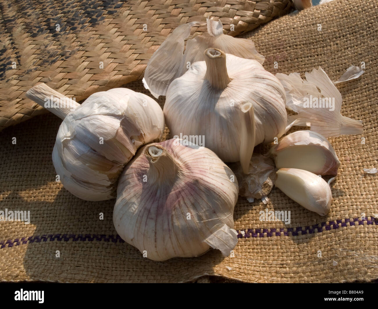 Allium sativum, garlic bulbs and cloves Stock Photo - Alamy