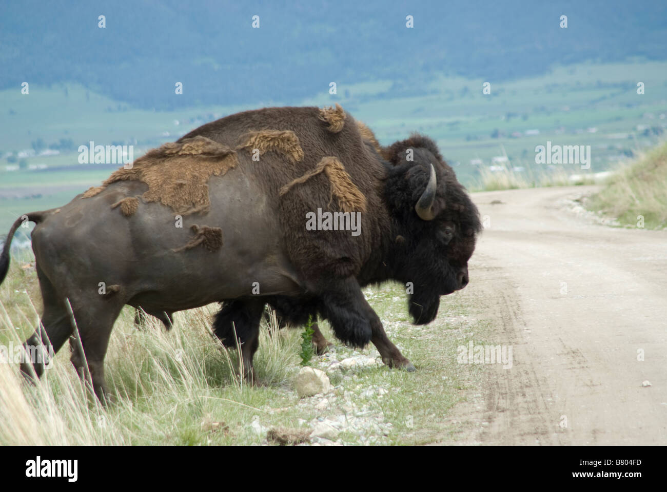 Bull and cow bison hi-res stock photography and images - Alamy