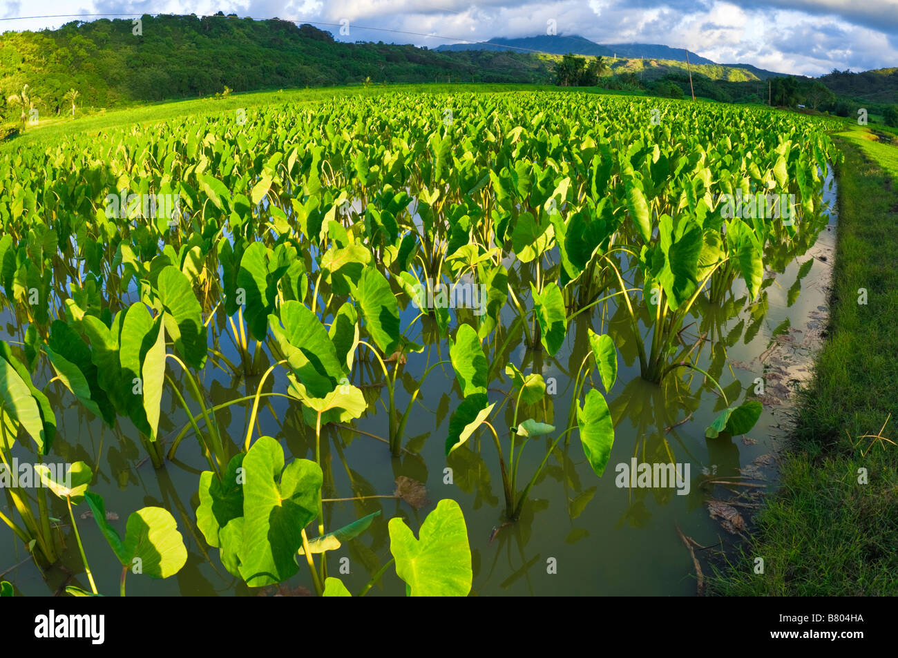 Taro fields in Hanalei Valley Hanalei Island of Kauai Hawaii Stock ...