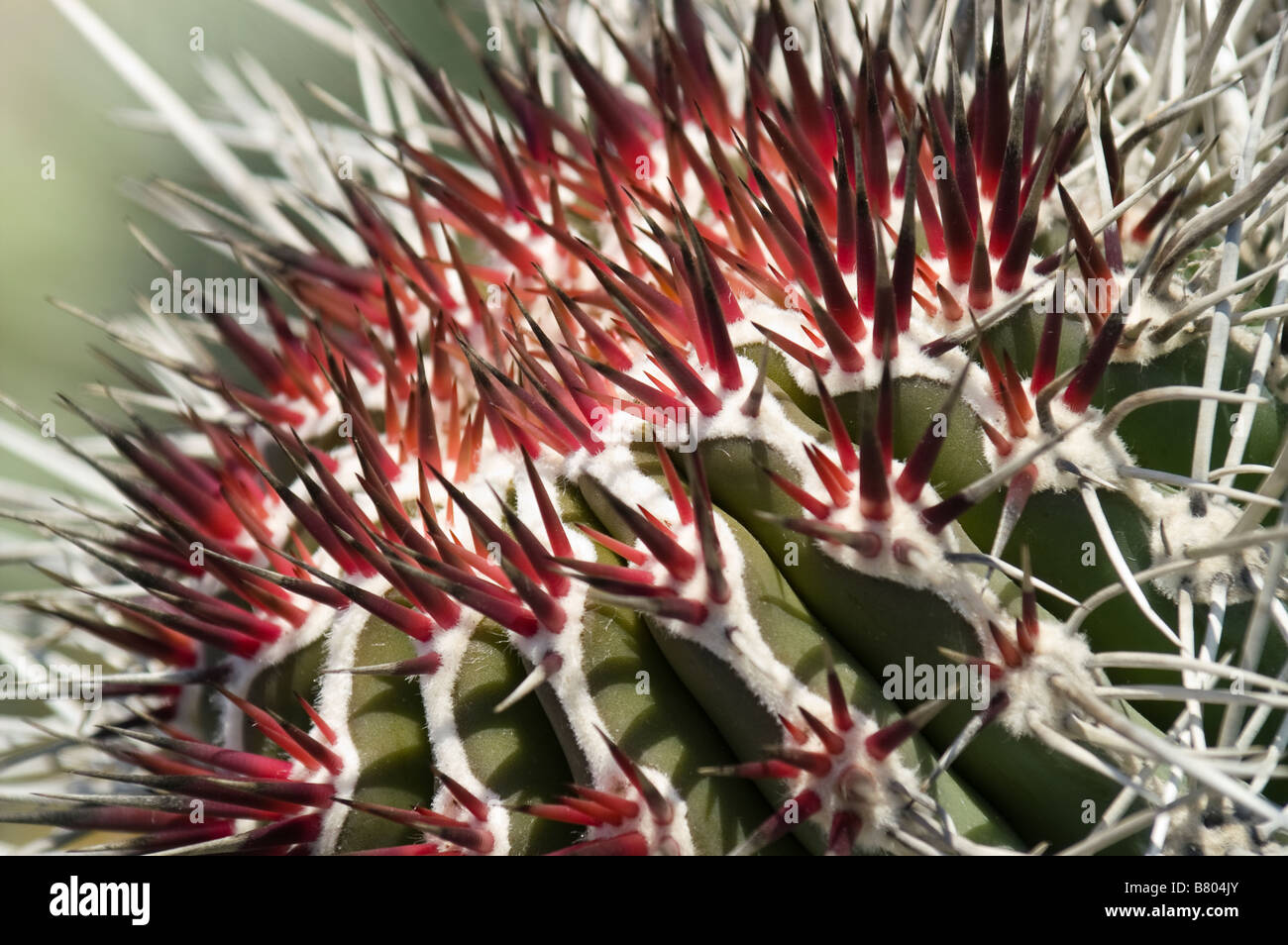Red thorns hi-res stock photography and images - Alamy