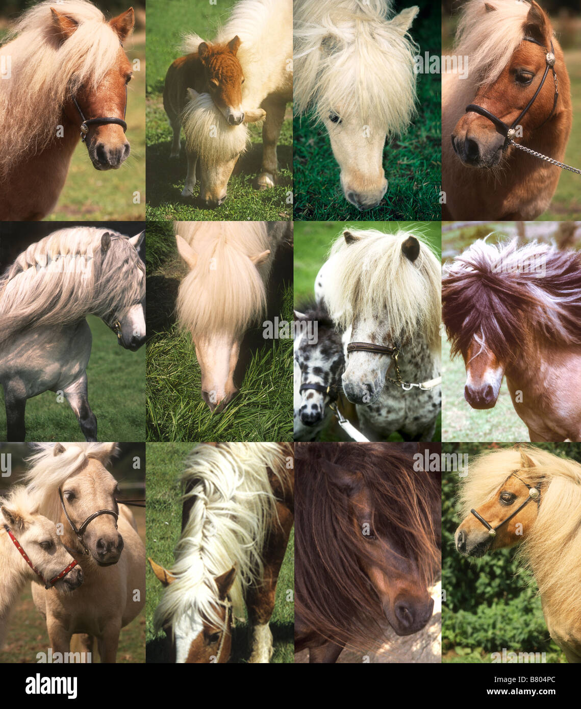 Beautiful Miniature Horses
