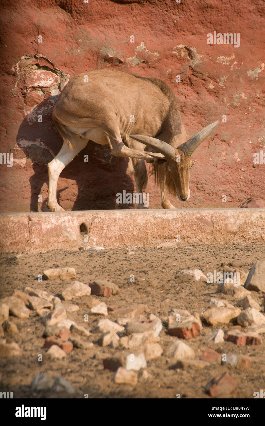Ibex Detail High Resolution Stock Photography and Images - Alamy