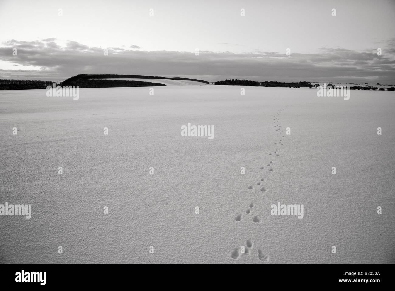 Hare tracks hi-res stock photography and images - Alamy