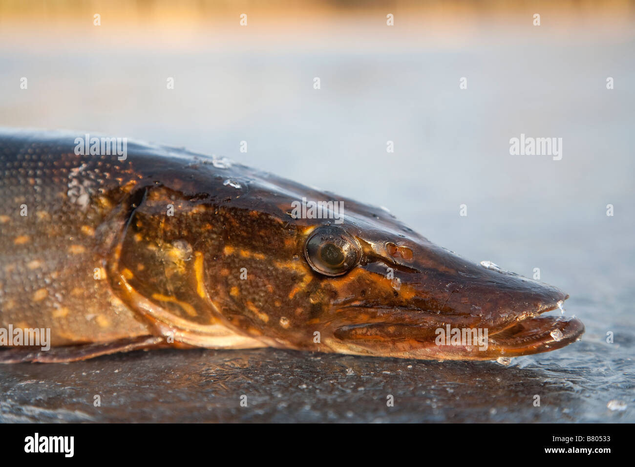 Low angle closeup of an isolated freshly caught northern pike head and ...