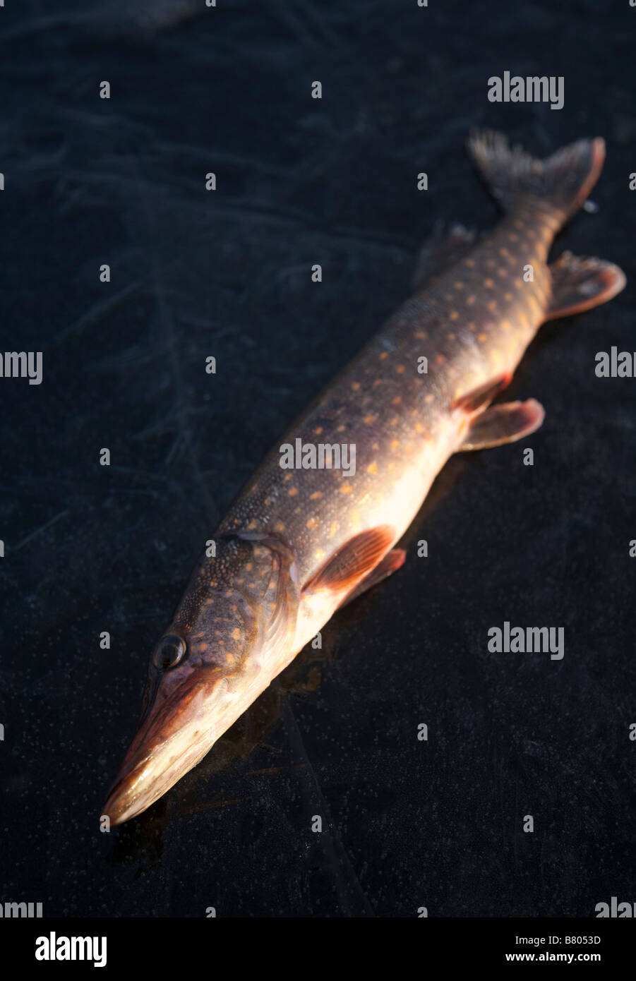 Freshly caught northern pike ( esox lucius ) on black ice , Finland ...