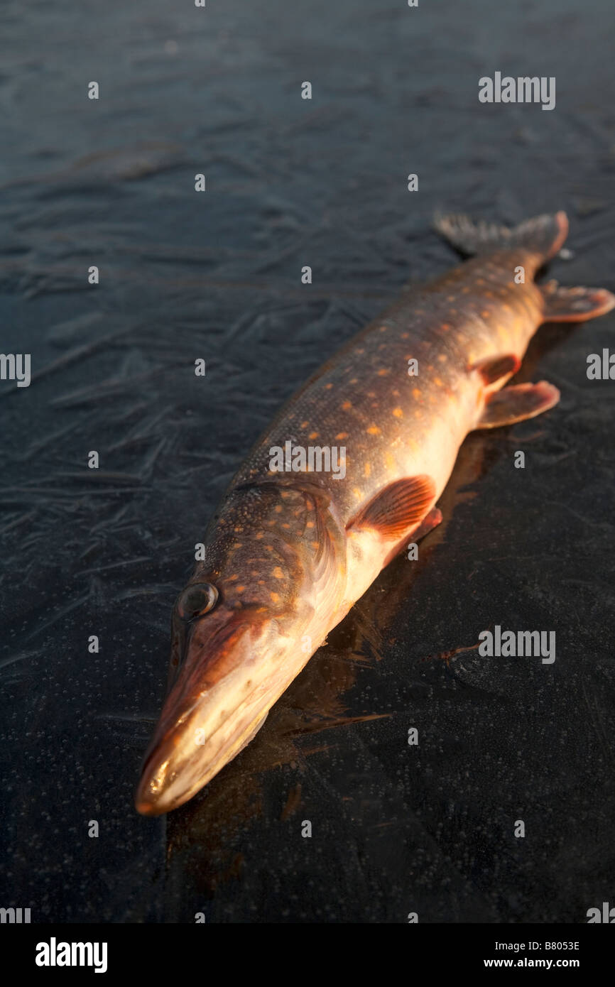 Isolated freshly caught northern pike ( esox lucius ) on ice , Finland ...