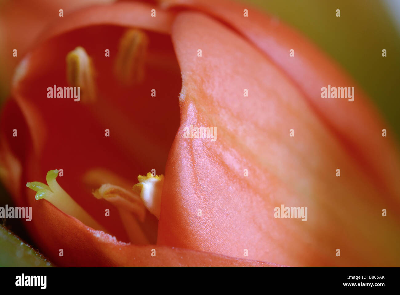 Types of buds hi-res stock photography and images - Alamy