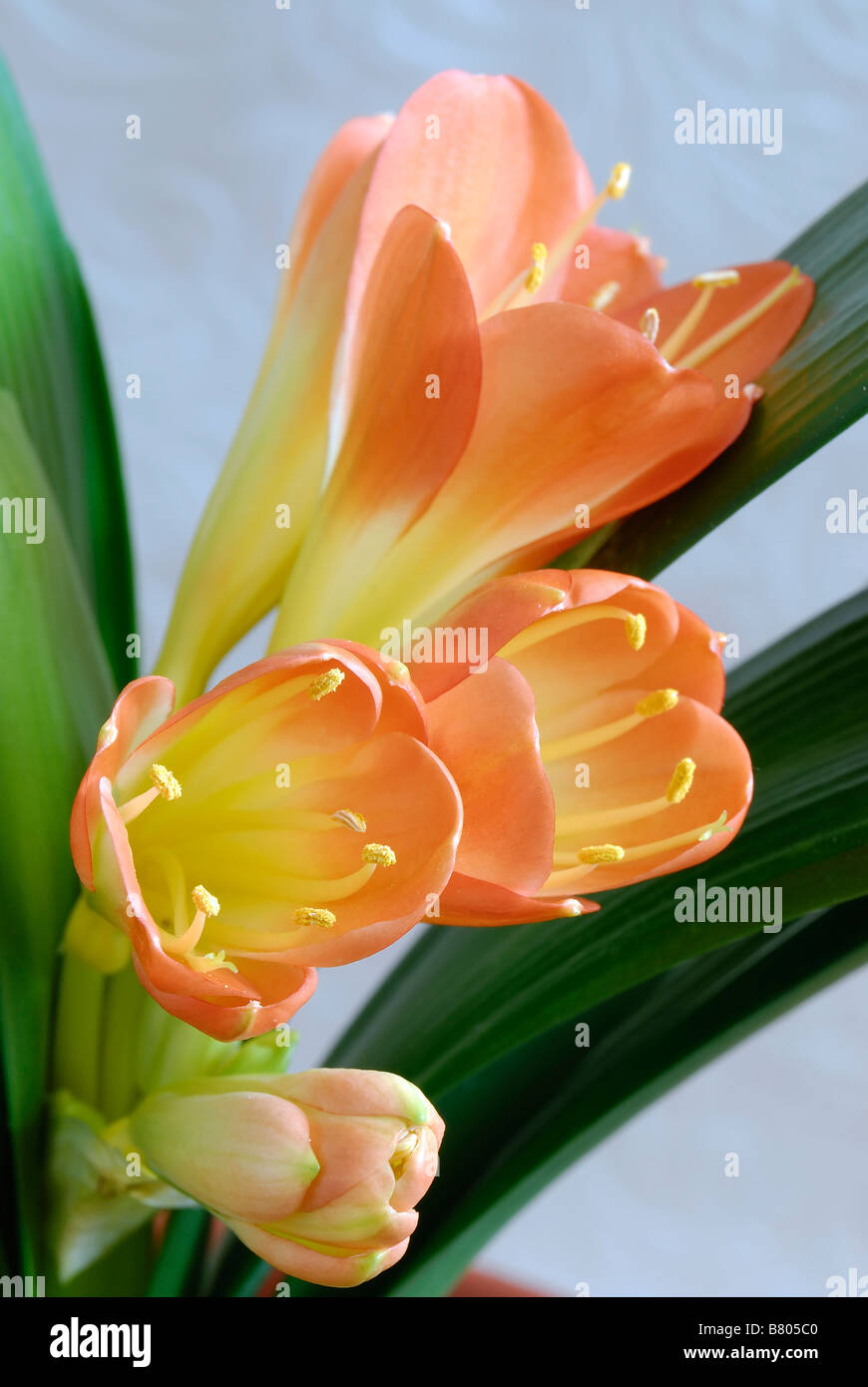 Potted flower of Hyppeastrum Stock Photo - Alamy