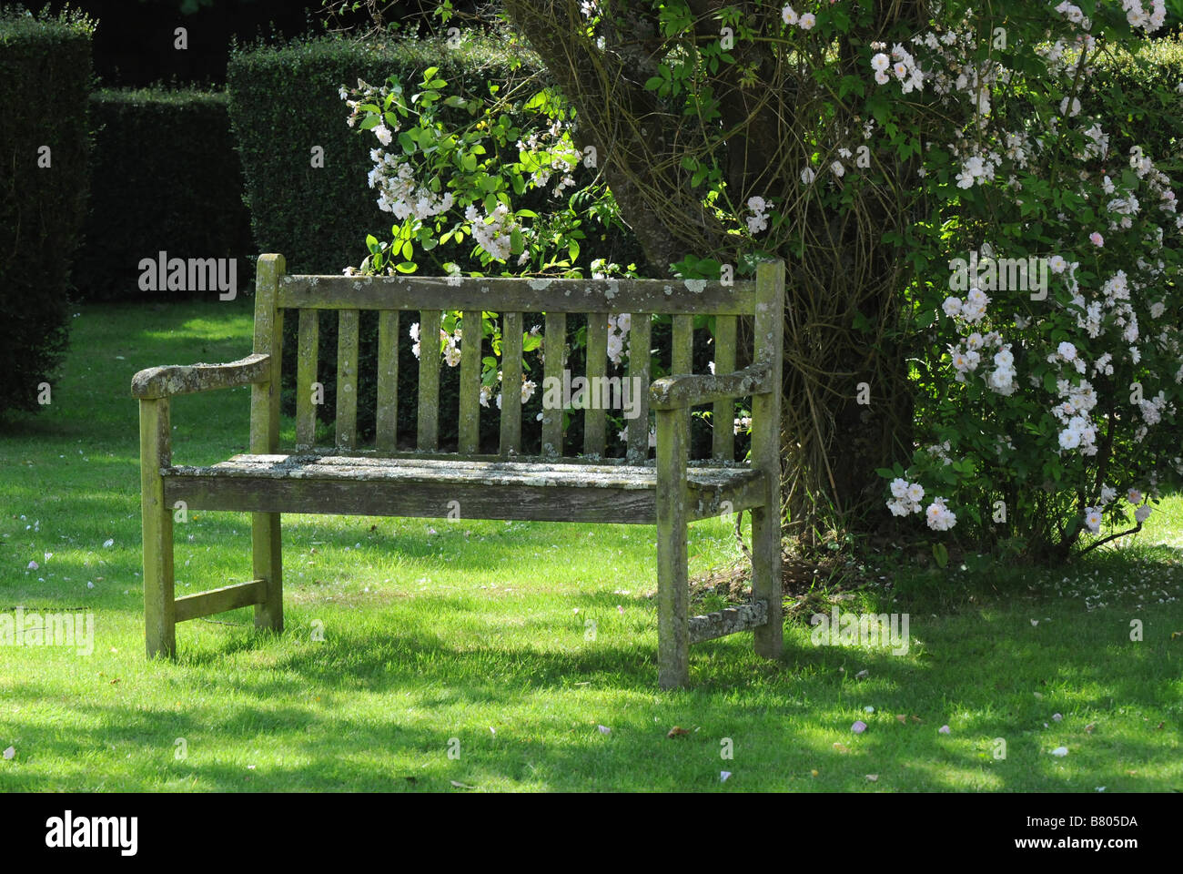 Wooden bench and climbing rose Stock Photo - Alamy