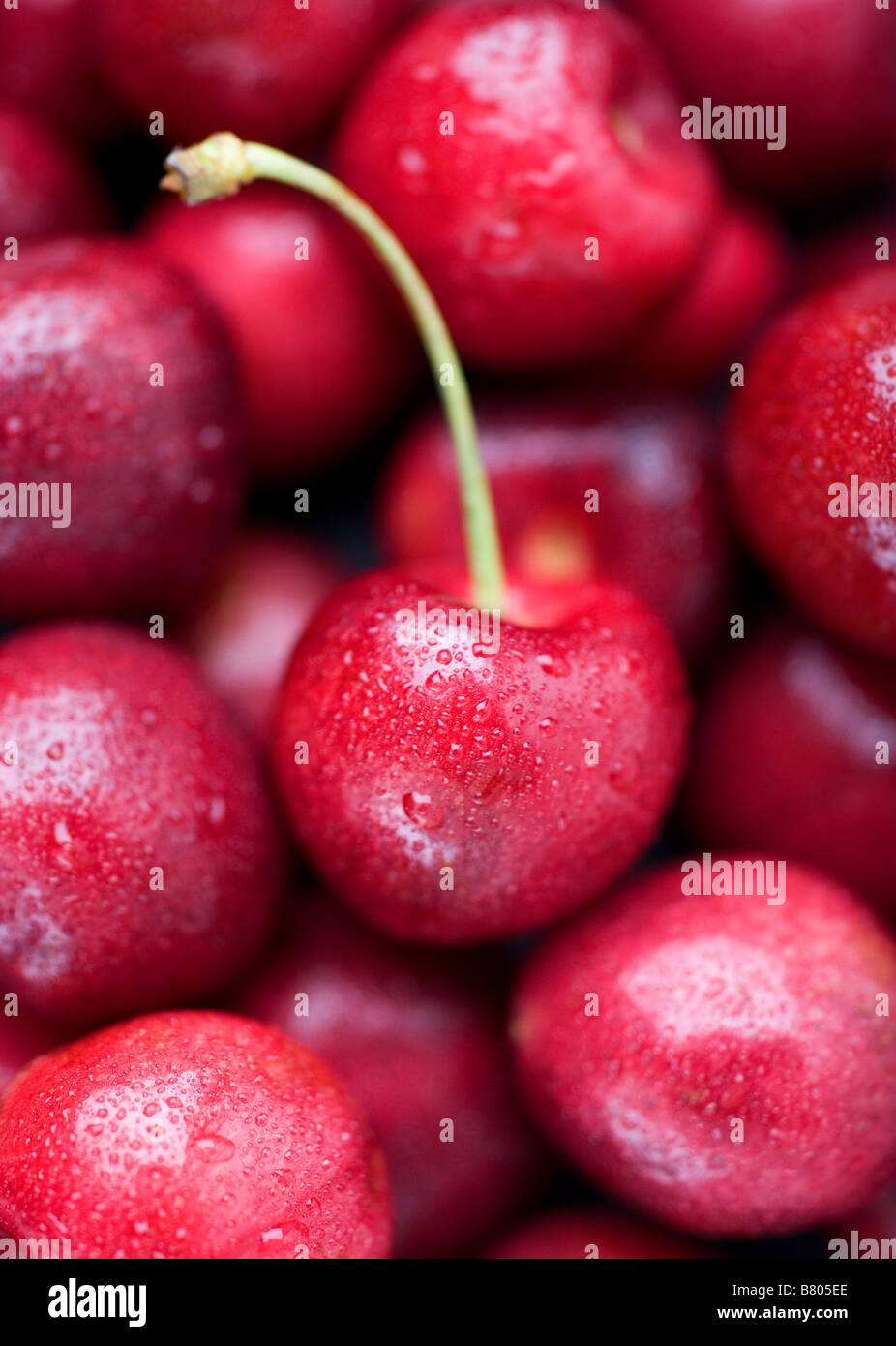 Cherry complete with stem amongst other cherries Stock Photo - Alamy