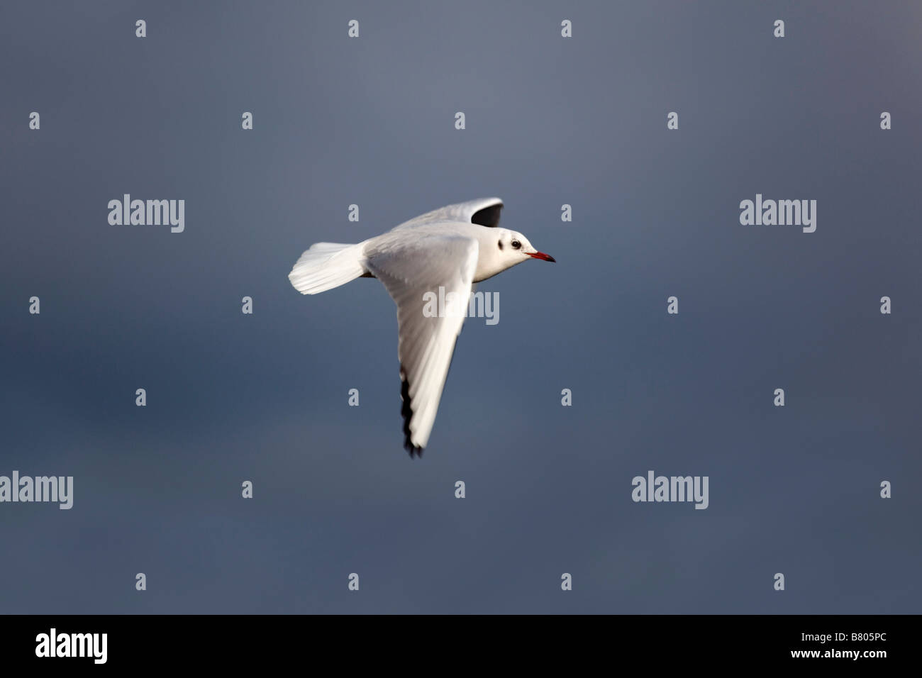black headed gull Larus ridibundus in flight Stock Photo - Alamy