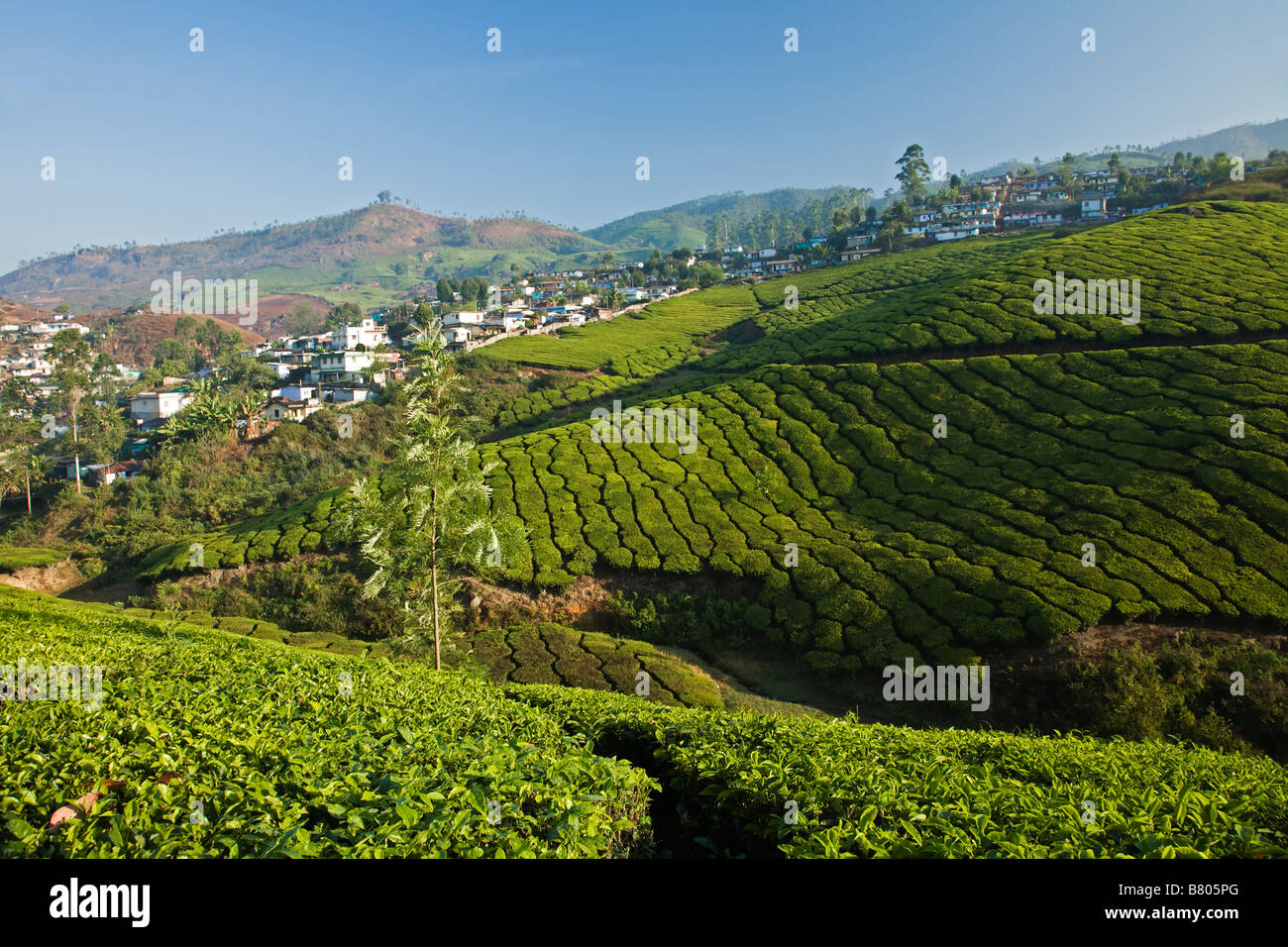 Teaplantations surrounding the hillstation town Munnar in Kerala State ...