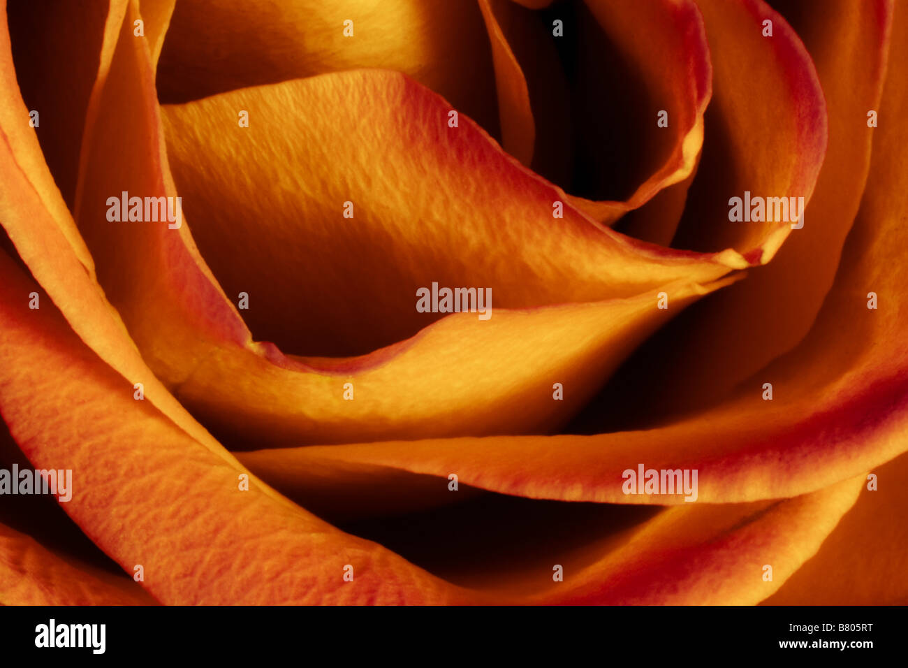 Rose (rosa) with digitally enhanced colours Stock Photo - Alamy