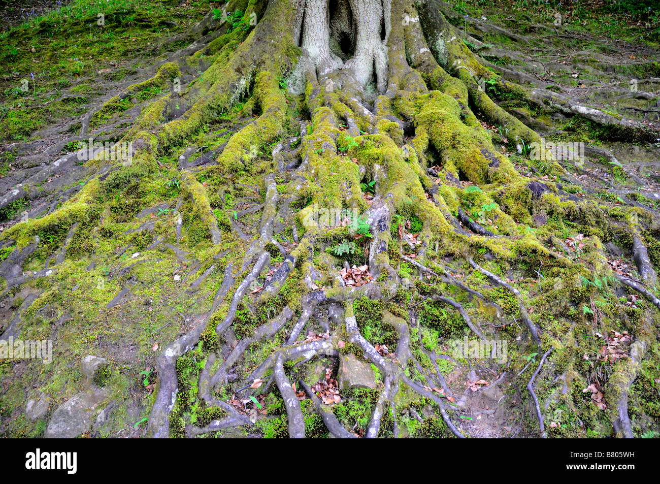 Tree roots in the beautiful valley of the River Wharfe at Bolton Abbey ...
