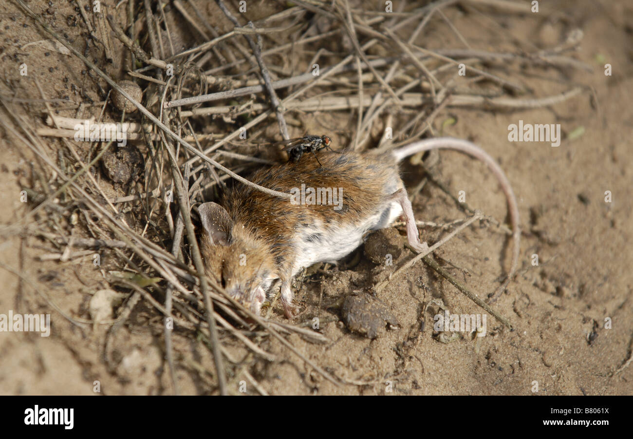 Fly mouse hi-res stock photography and images - Alamy