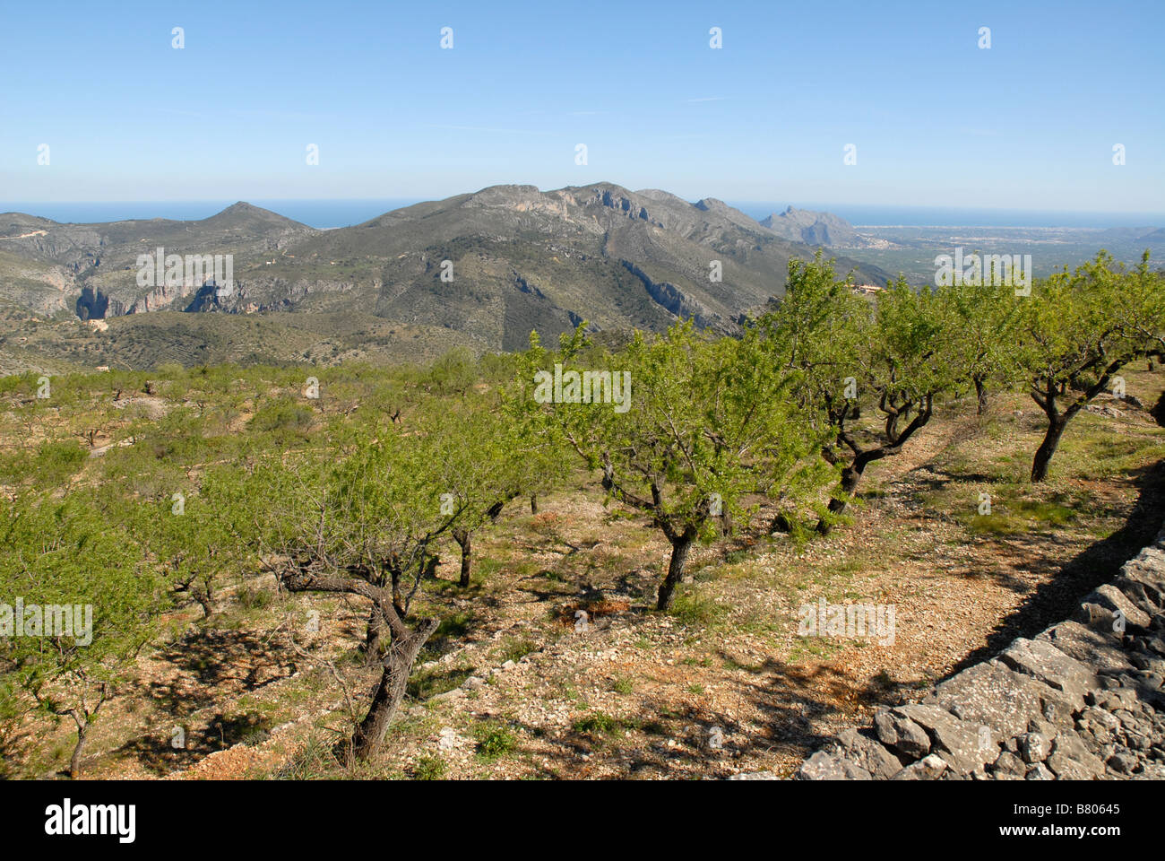 mountain terraces of almond trees in Spring, near Benimaurell, Vall de ...