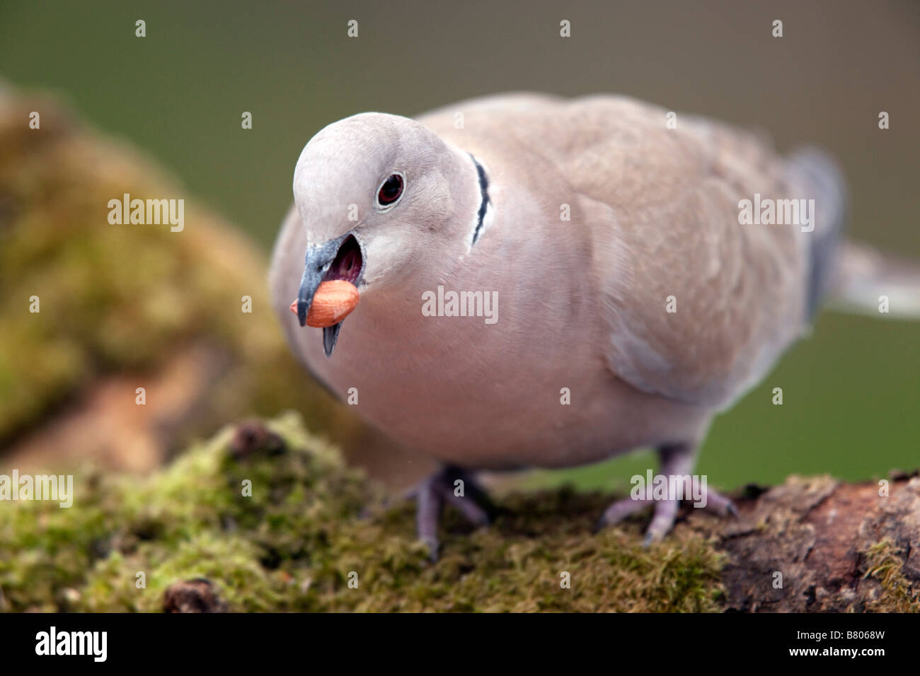 Dove eating hi-res stock photography and images - Alamy