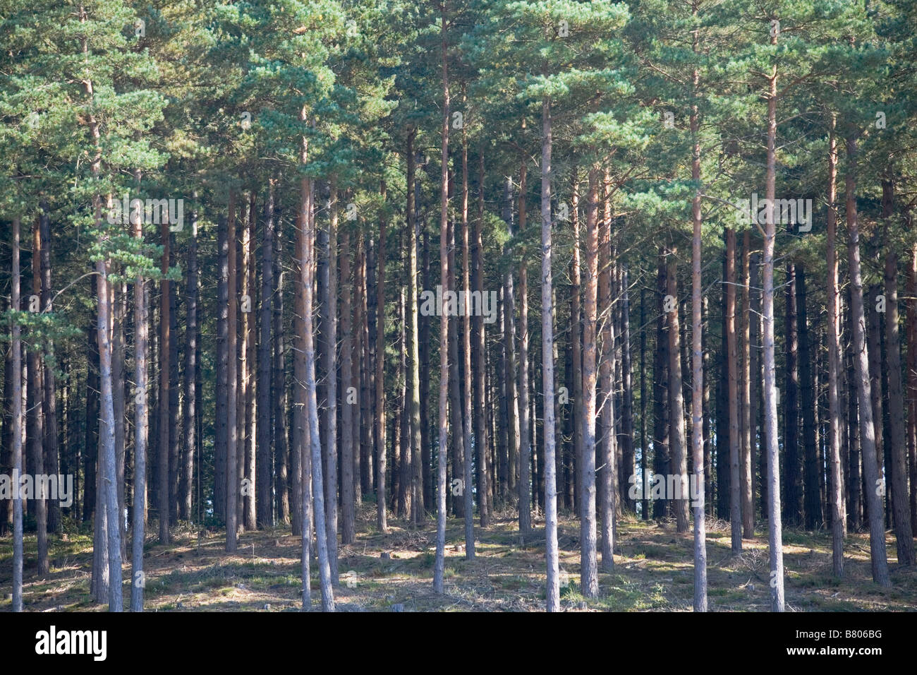 Forest of pine trees Stock Photo - Alamy