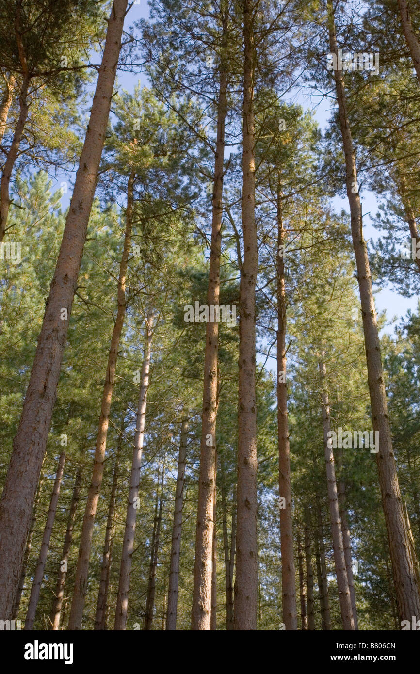 Forest of pine trees Stock Photo - Alamy