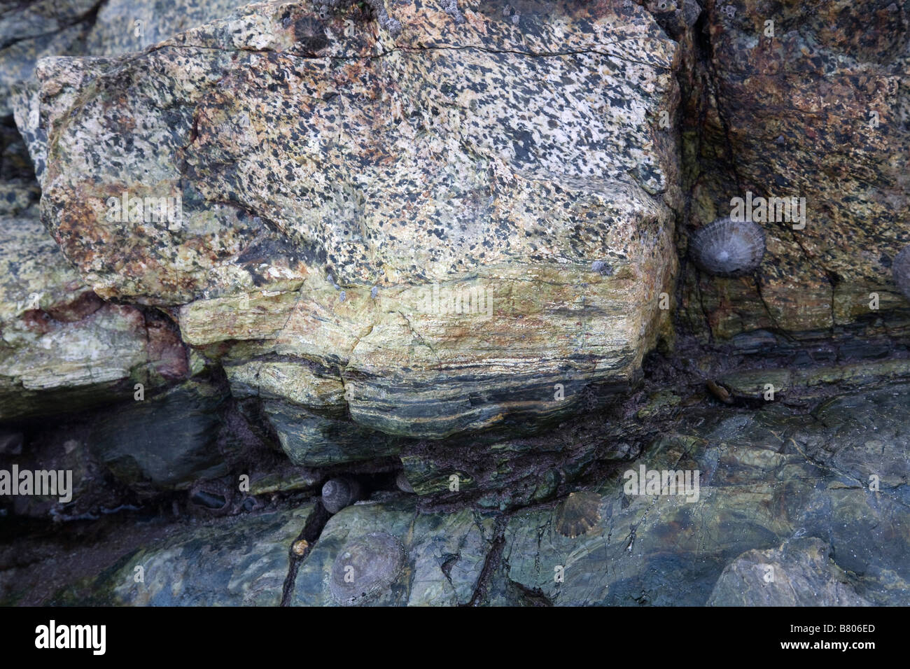 flaser gabbro coverack cornwall Stock Photo - Alamy
