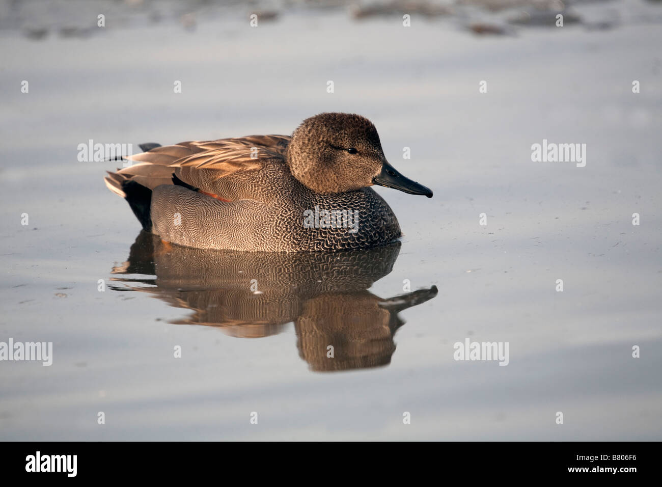 Male Gadwall High Resolution Stock Photography and Images - Alamy