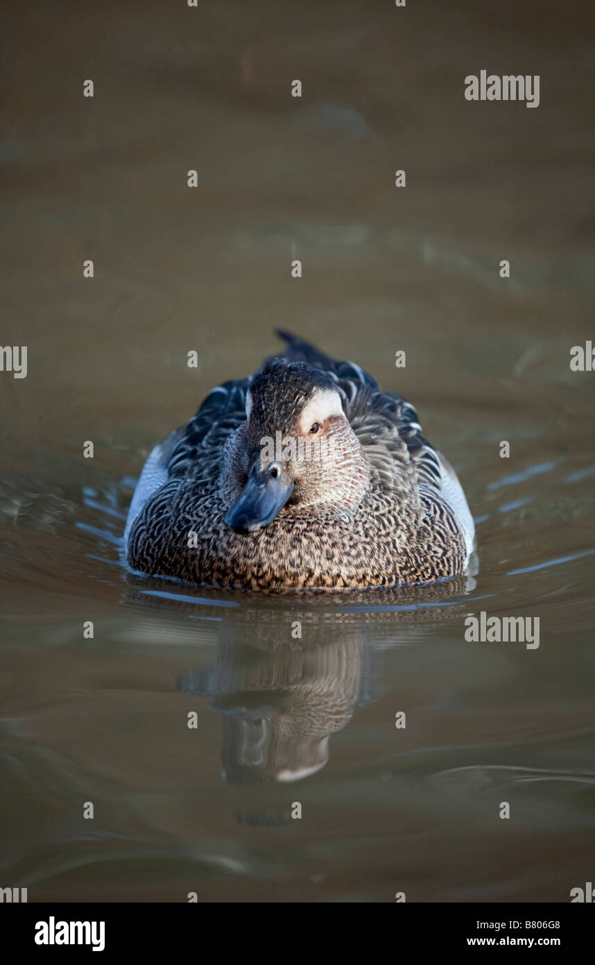 garganey Anas querquedula drake Stock Photo - Alamy
