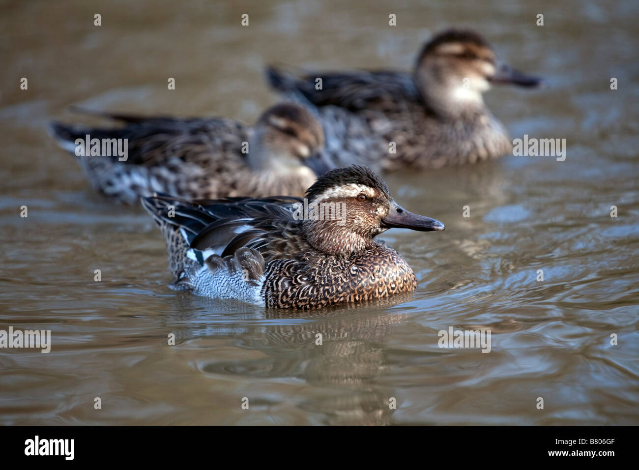 Garganey High Resolution Stock Photography and Images - Alamy