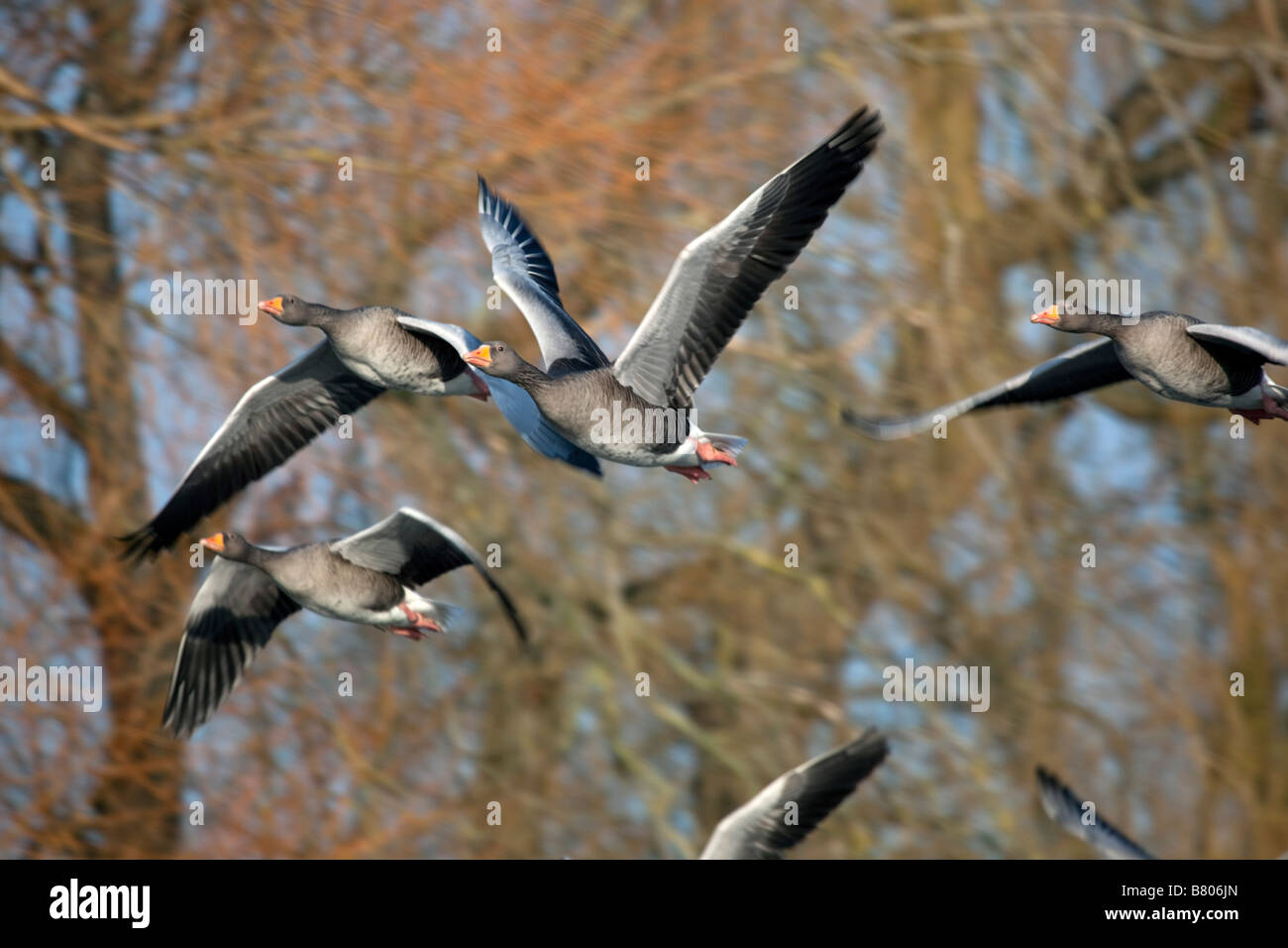 greylag geese Anser anser in flight Stock Photo - Alamy
