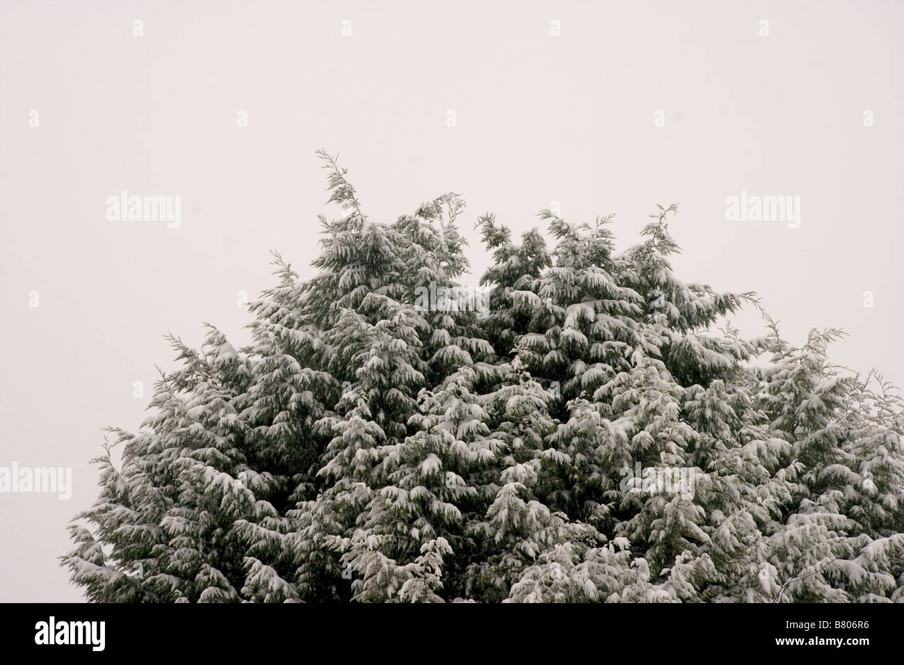 Heavy fir hi-res stock photography and images - Alamy