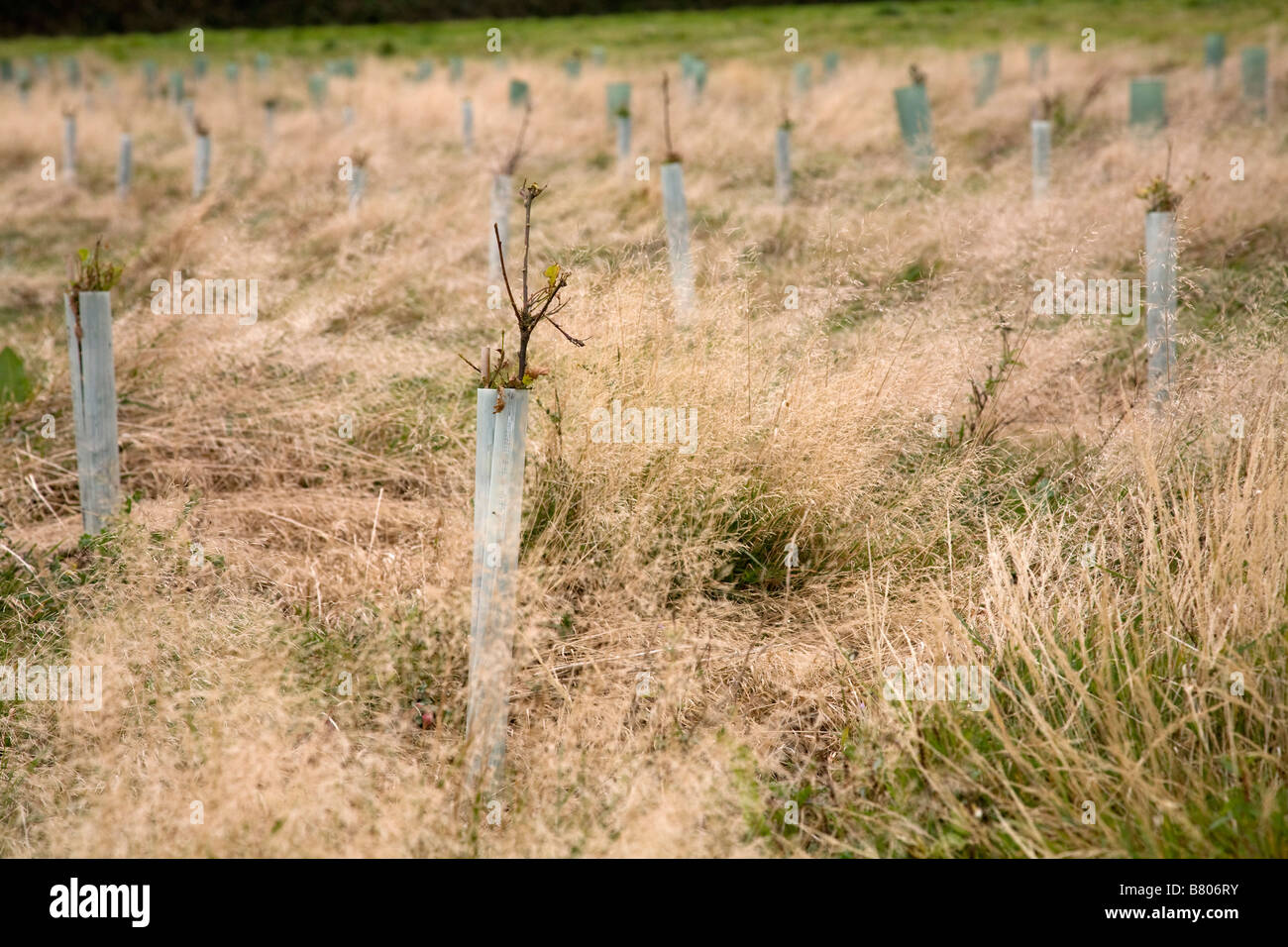 Saplings hi-res stock photography and images - Alamy