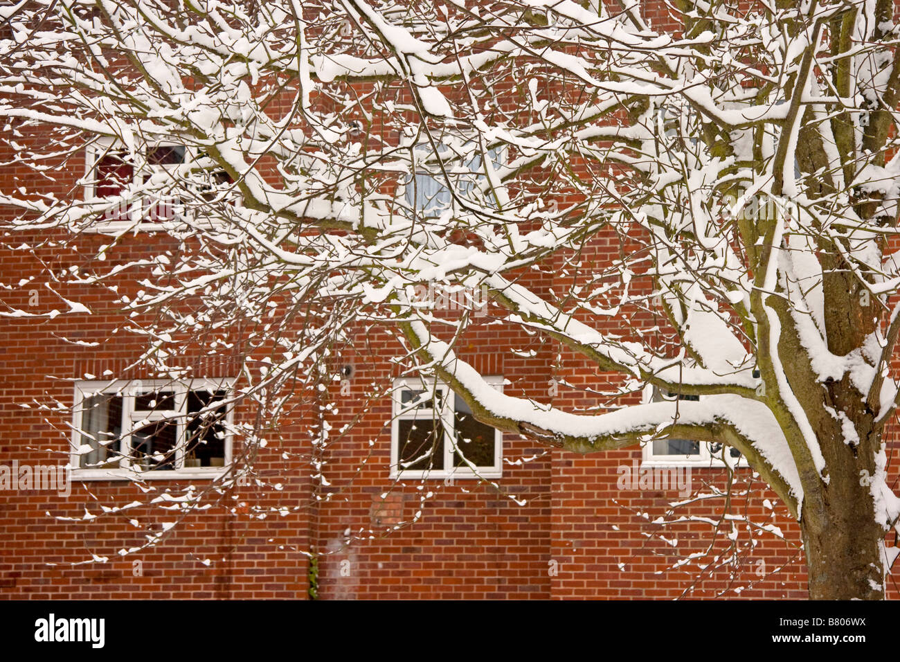 Heavy snow on tree branches in front of block of flats Stock Photo - Alamy