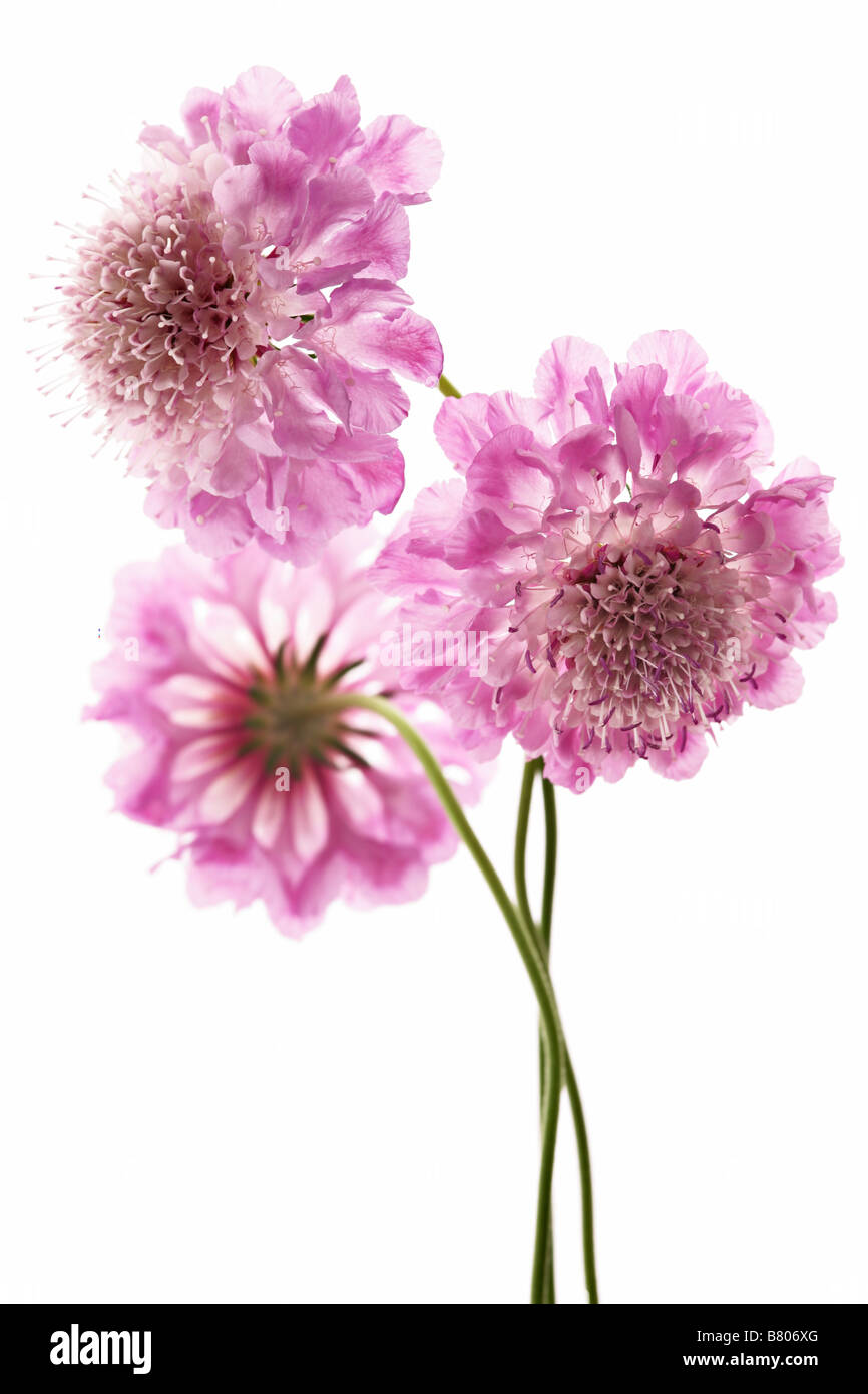Three pink scabiosa flowers Stock Photo - Alamy