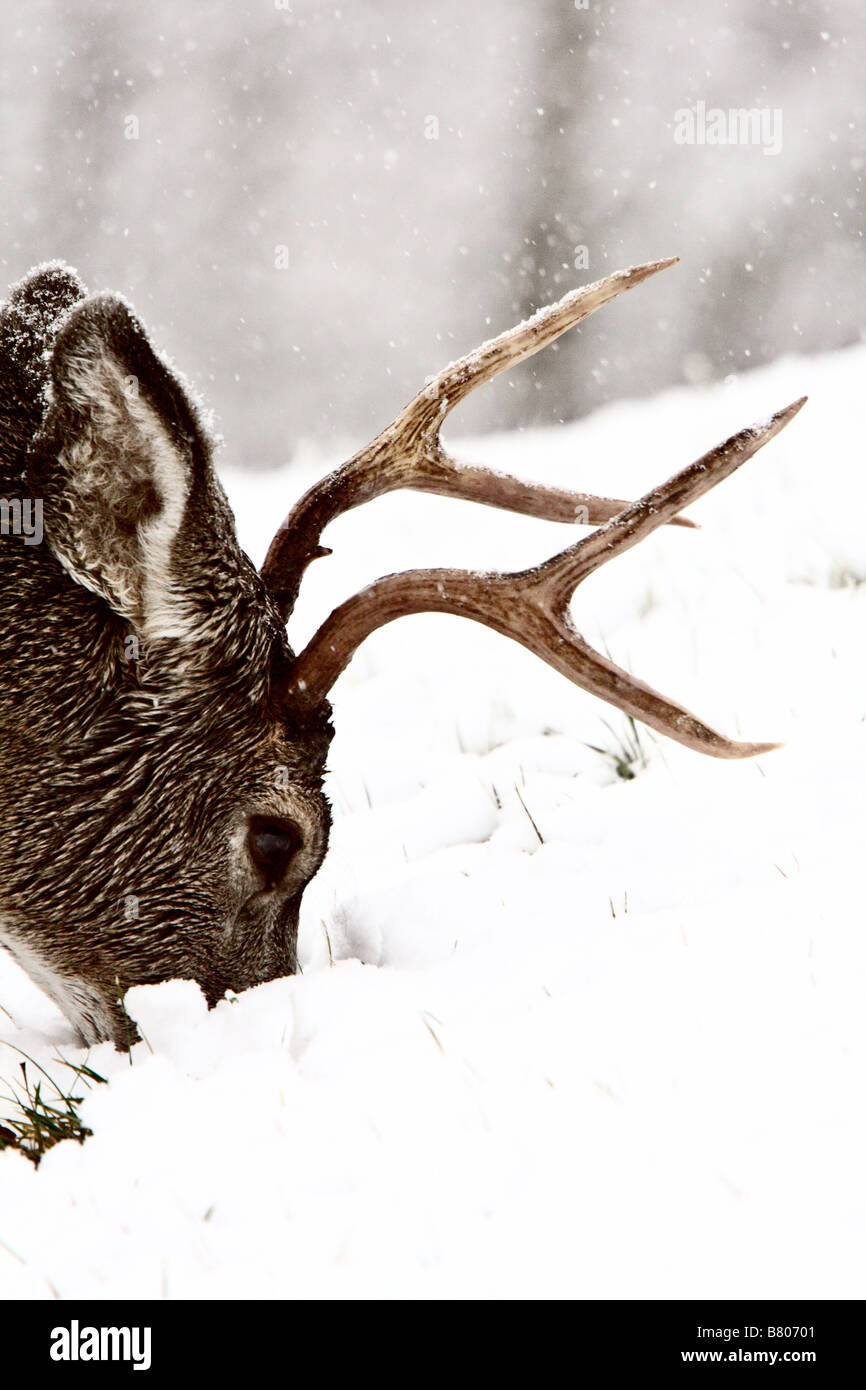 Mule Deer buck grazing in winter Stock Photo - Alamy