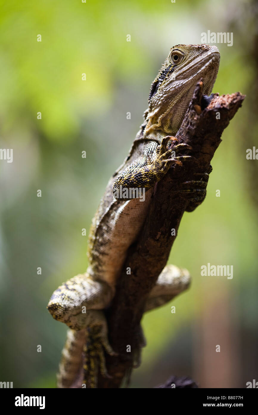 Australian lizard hi-res stock photography and images - Alamy