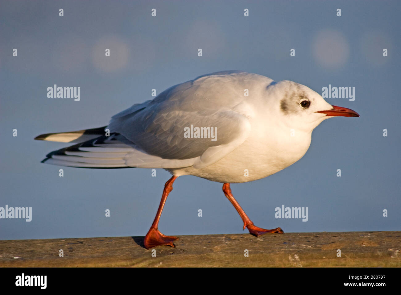 Strutting seagull hi-res stock photography and images - Alamy