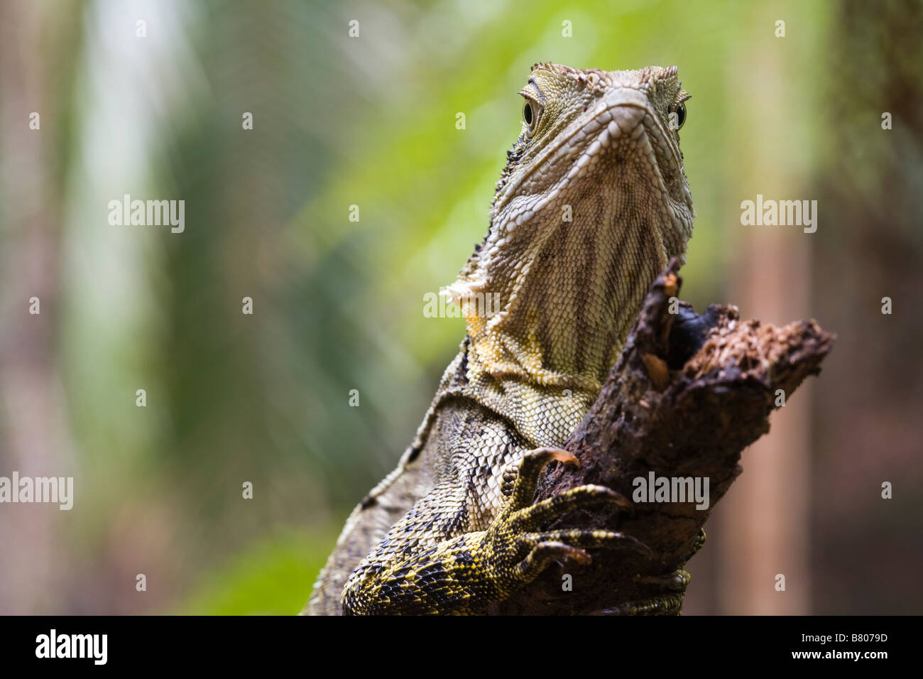 Australian lizard hi-res stock photography and images - Alamy