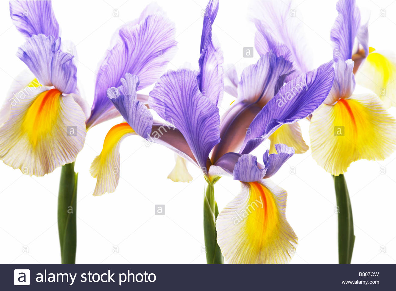 Dutch Iris Stock Photos & Dutch Iris Stock Images - Alamy