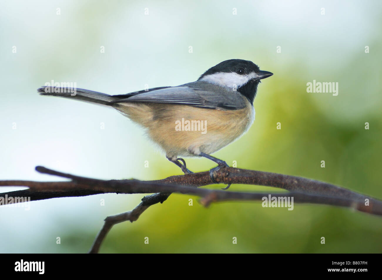 Rear view chickadee hi-res stock photography and images - Alamy