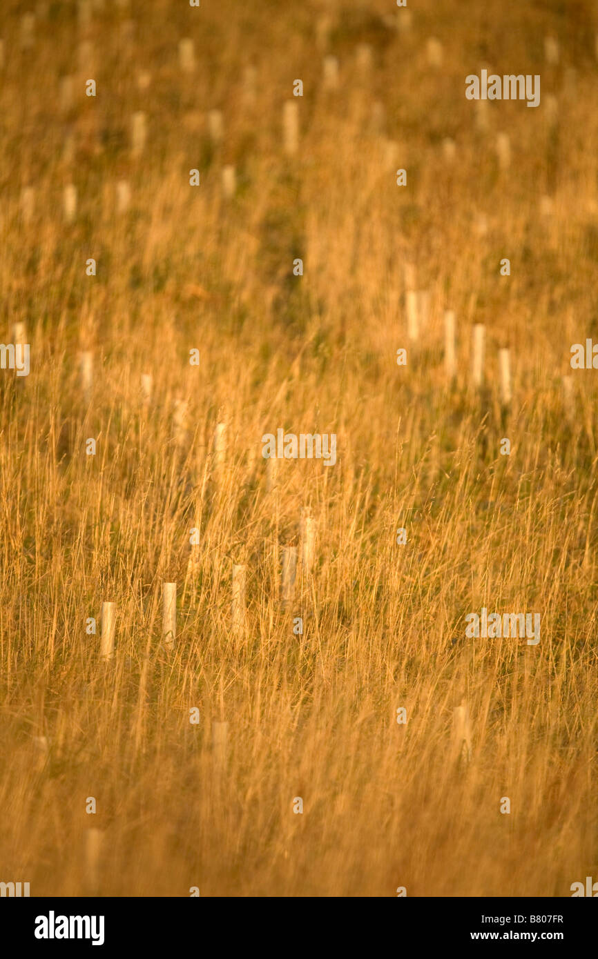 Saplings hi-res stock photography and images - Alamy