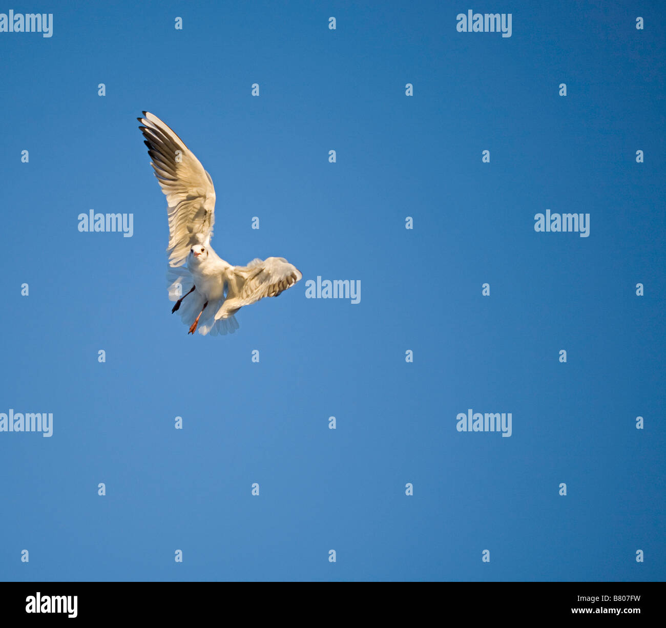High Flyer - Black headed gull high in a blue sky Stock Photo - Alamy