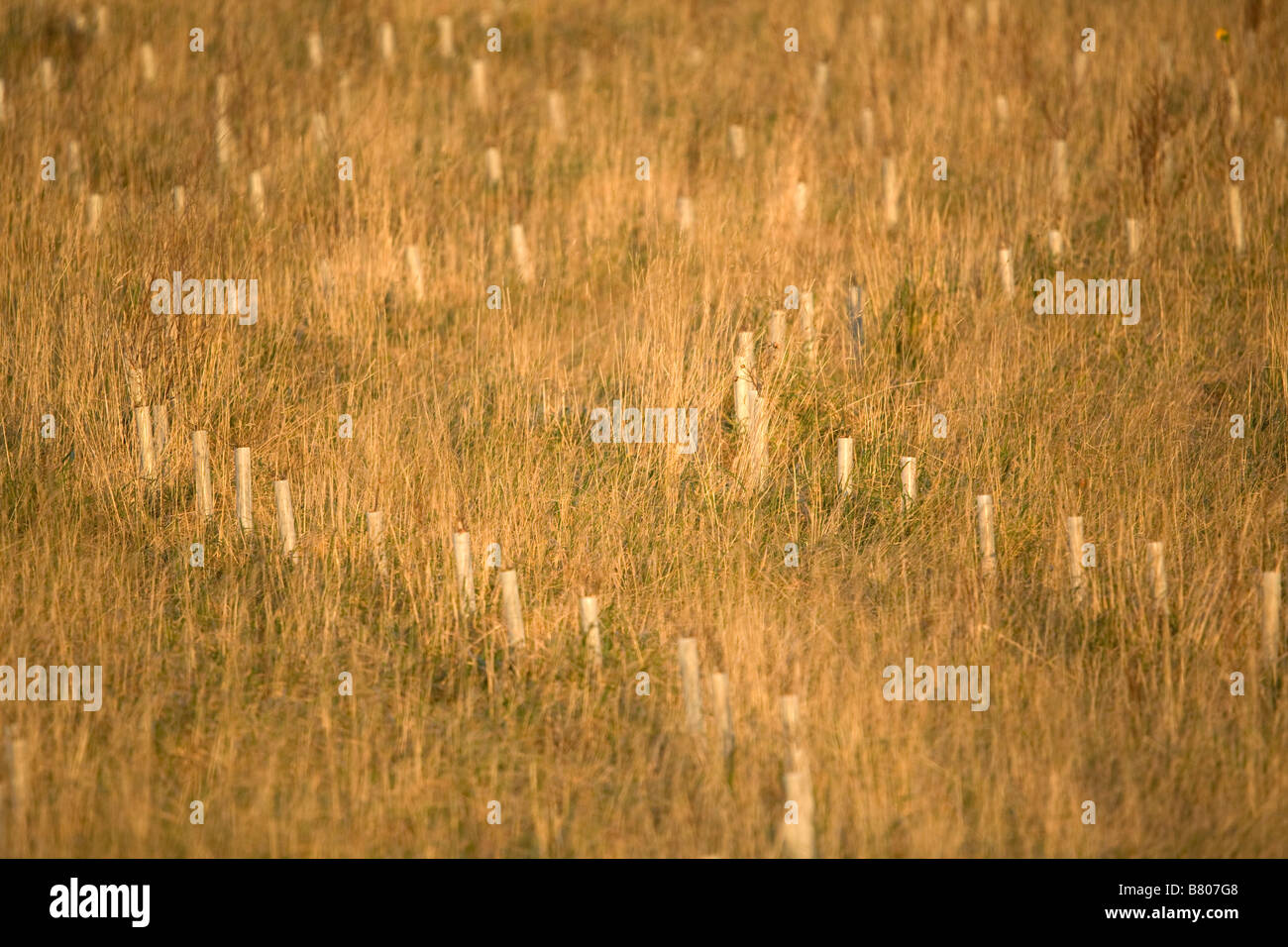 Trenant wood hi-res stock photography and images - Alamy