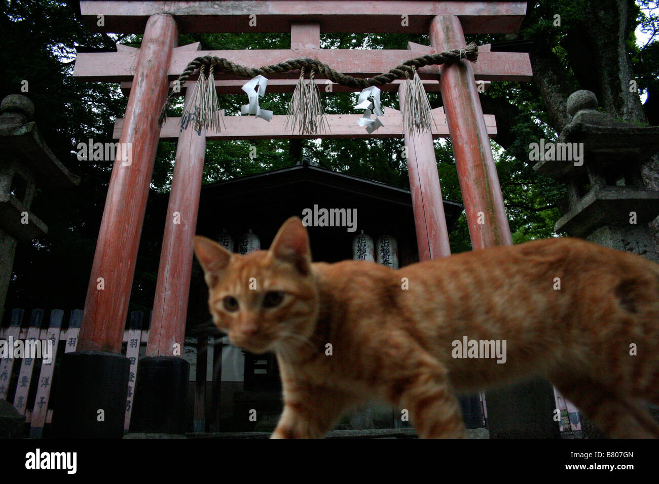 Cat walking in front of a Torii gate at the entrance to a Shinto shrine ...