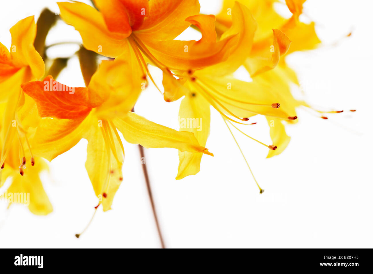 Yellow rhododendron flowers Stock Photo - Alamy