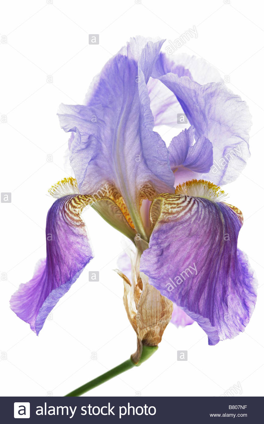 Bearded Iris Stock Photos & Bearded Iris Stock Images - Alamy