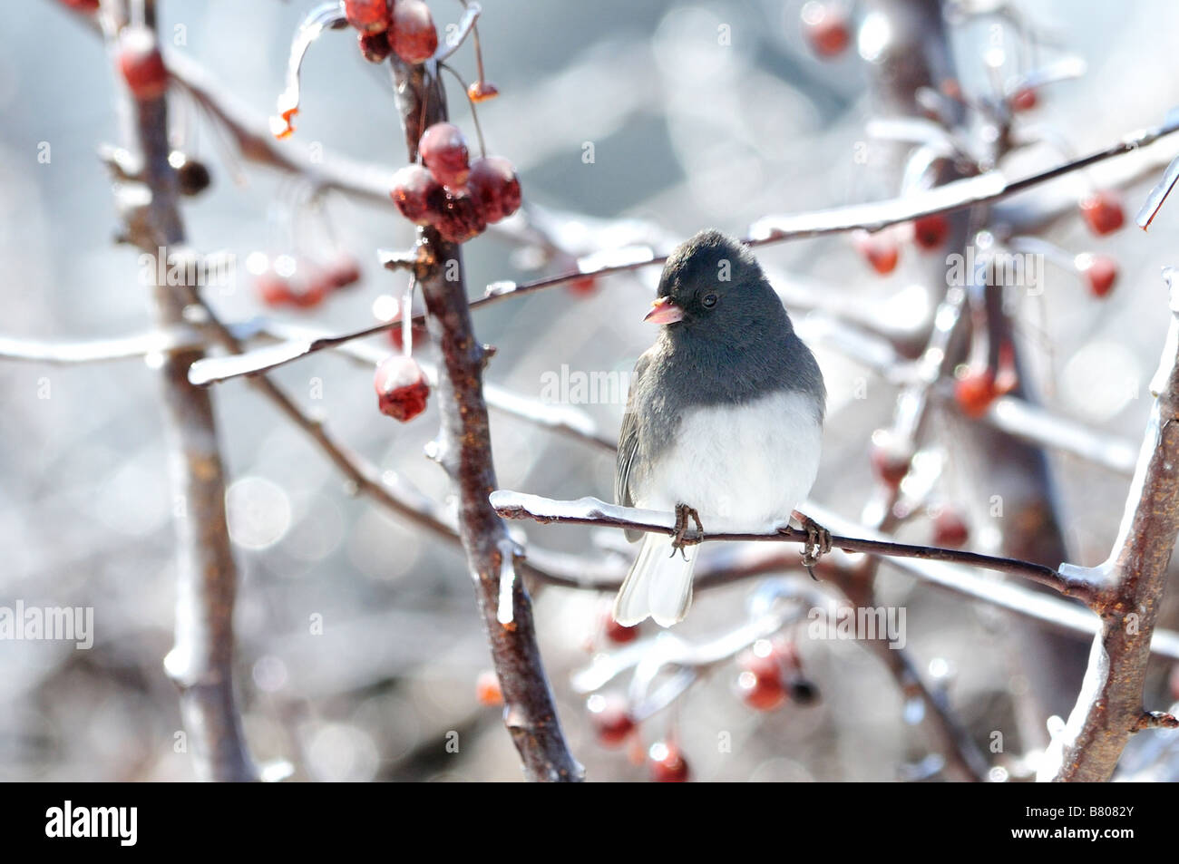 Dark eyed junco hi-res stock photography and images - Alamy