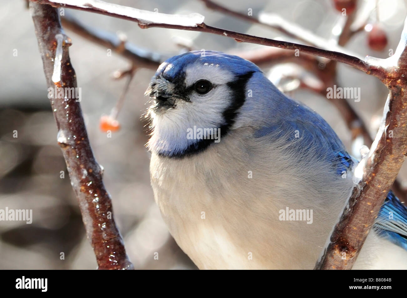 A Blue Jay, Cyanocitta cristata, with a deformed beak. Oklahoma, USA ...