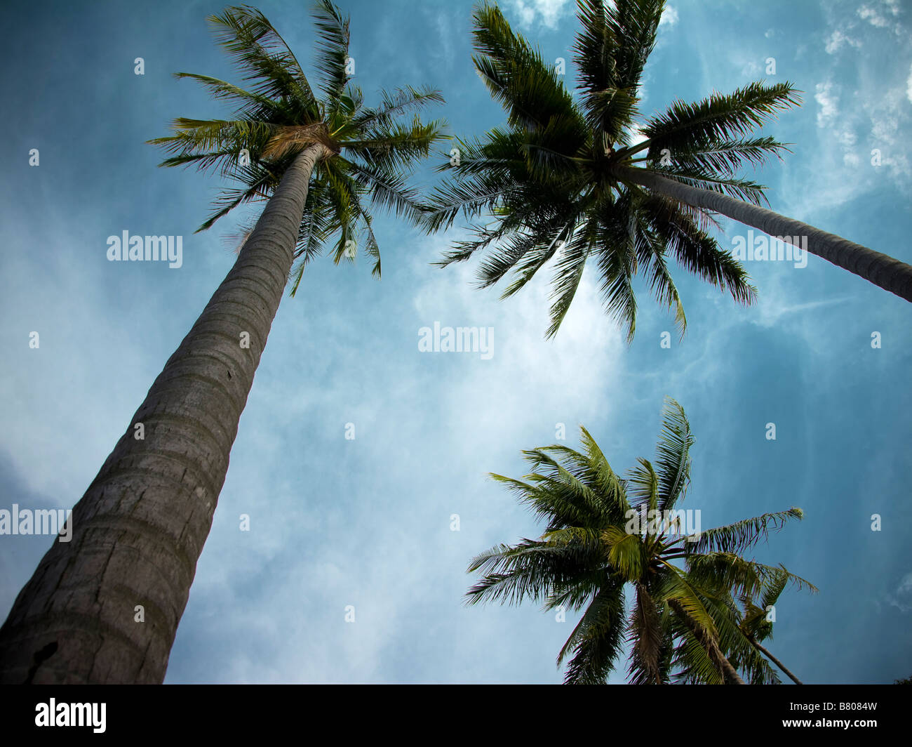 Palm Trees , exotic, Paradise, looking up at palm trees Stock Photo - Alamy