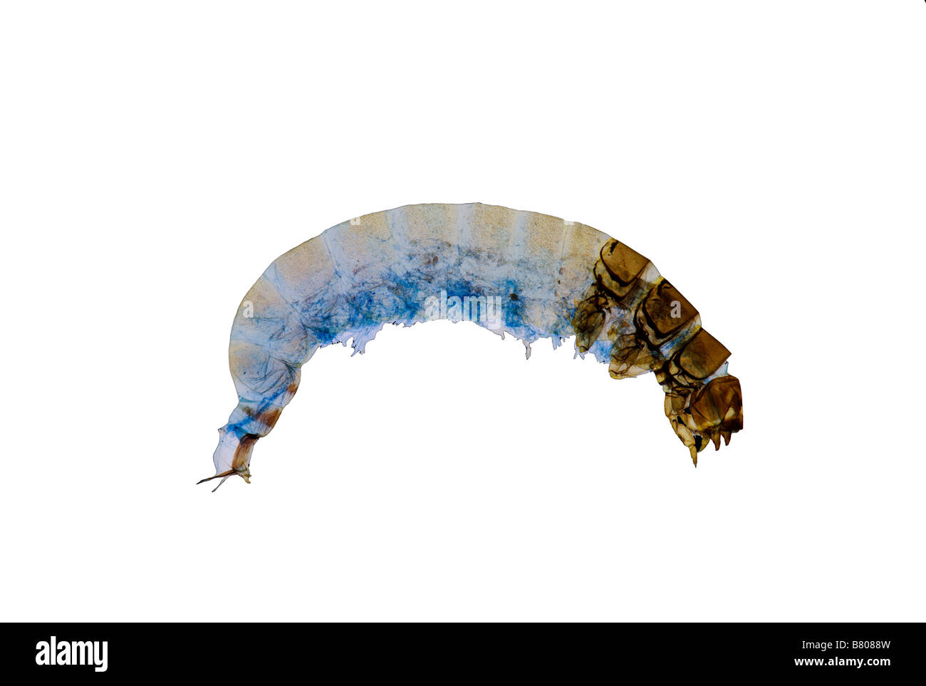 Caddisfly Larve (hydropsyche sp Stock Photo - Alamy