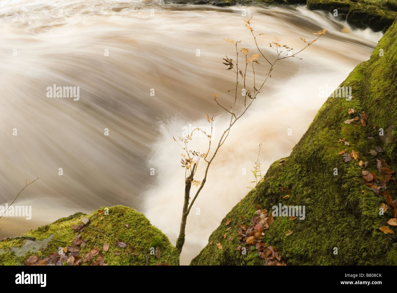 Scottish rowan tree hi-res stock photography and images - Alamy